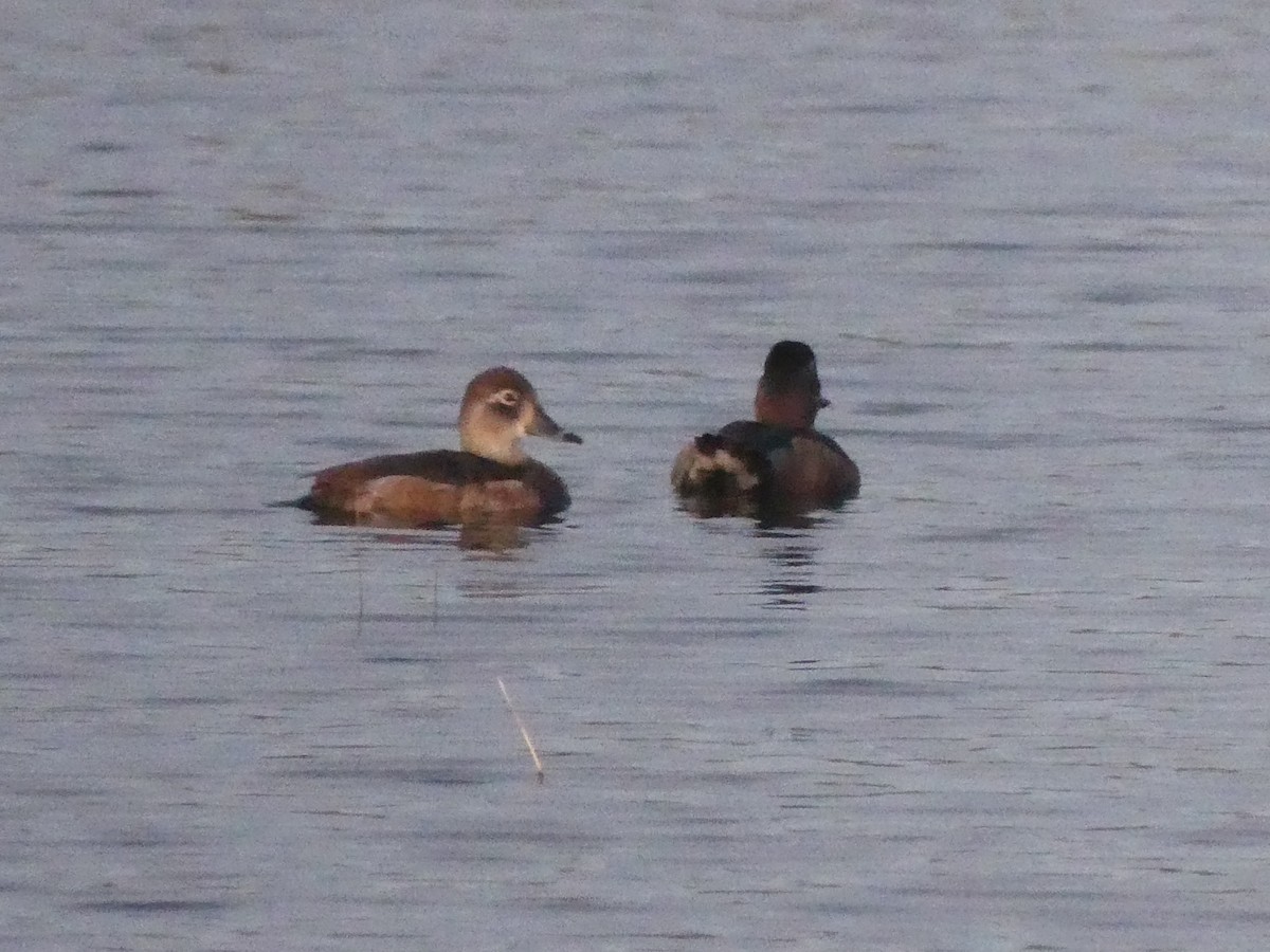 eBird Checklist - 29 Dec 2023 - Lake Woodruff NWR - 28 species