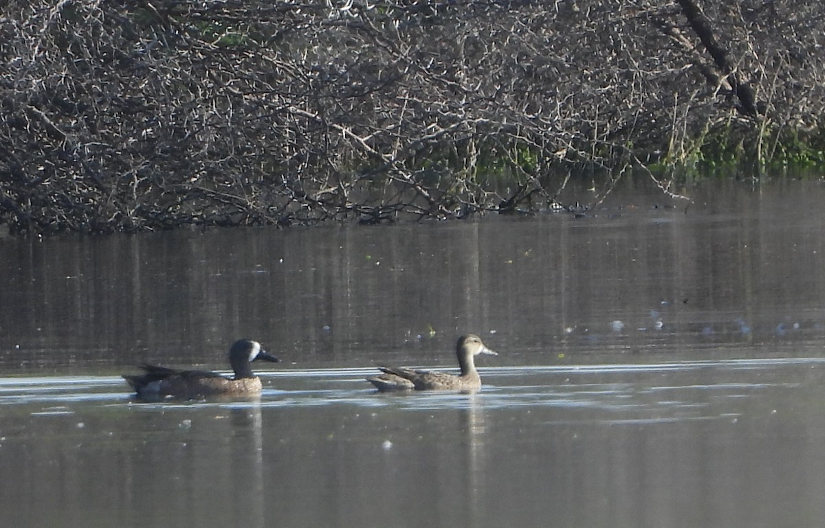 eBird Checklist - 28 Dec 2023 - Muizenberg Dam - 16 species