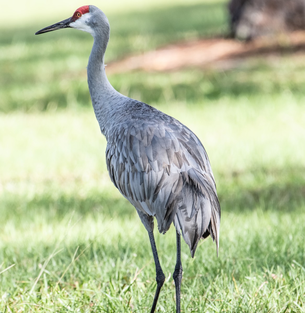 eBird Checklist - 29 Dec 2023 - Audubon Corkscrew Swamp Sanctuary - 25 ...