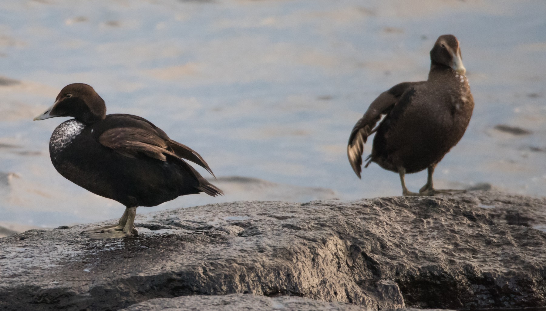 Common Eider (Faeroe Is.) - eBird
