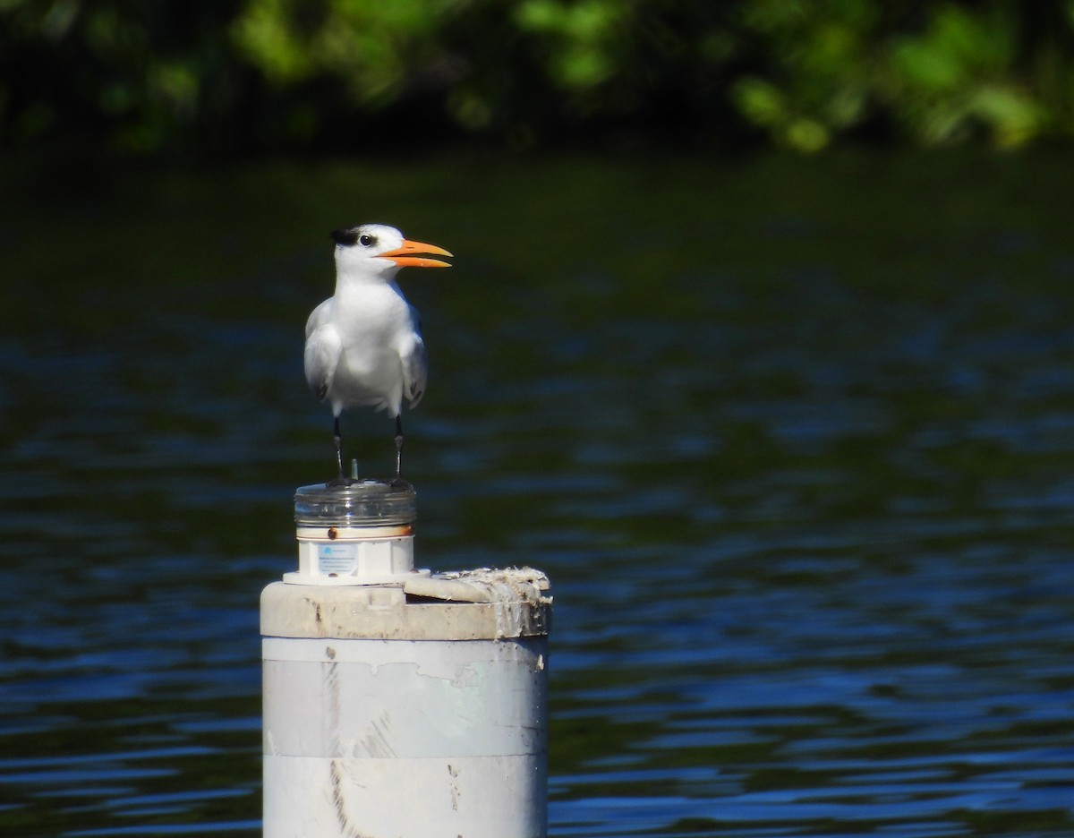 eBird Caribbean Checklist - 29 Dec 2023 - Canal Blasina (recorrido en ...