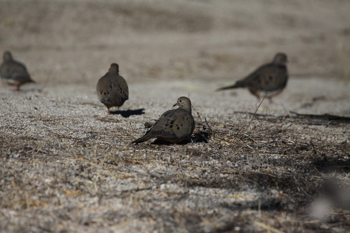 eBird Checklist - 29 Dec 2023 - Madera Canyon--Proctor Rd. - 18 species