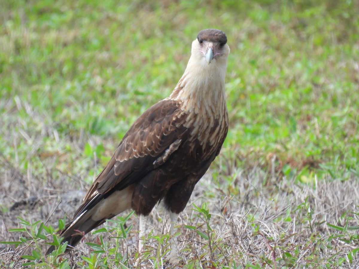 eBird Checklist - 28 Oct 2023 - Immokalee Ranch--C.R. 846 - 27 species