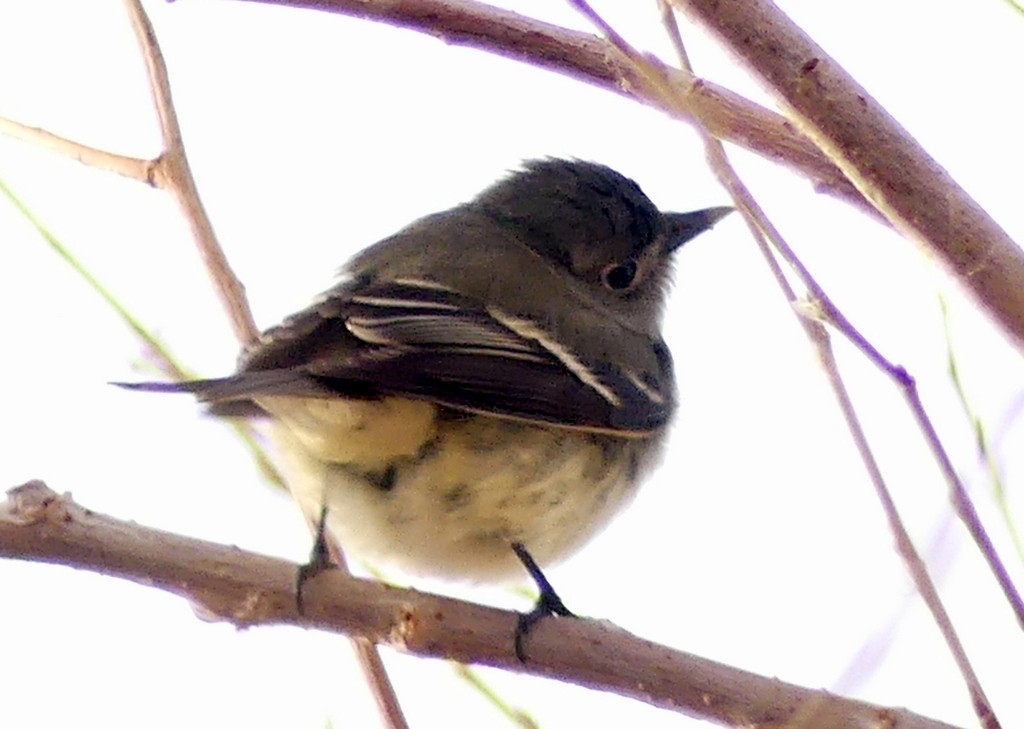 eBird Checklist - 29 Dec 2023 - Piute Ponds (permit required) - 66 species