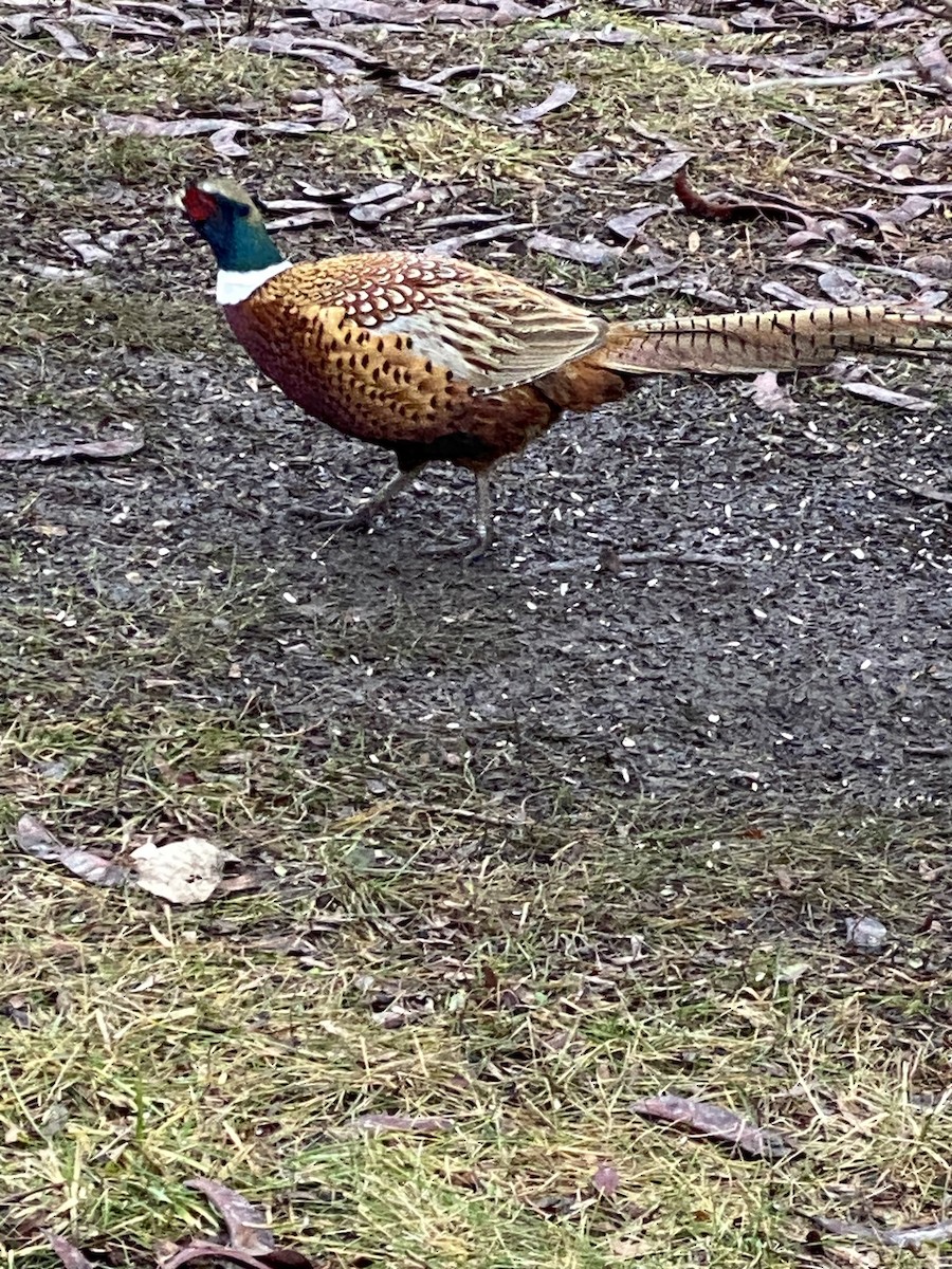 eBird Checklist - 29 Dec 2023 - Richard Bong SRA--Nature Center & Trail ...