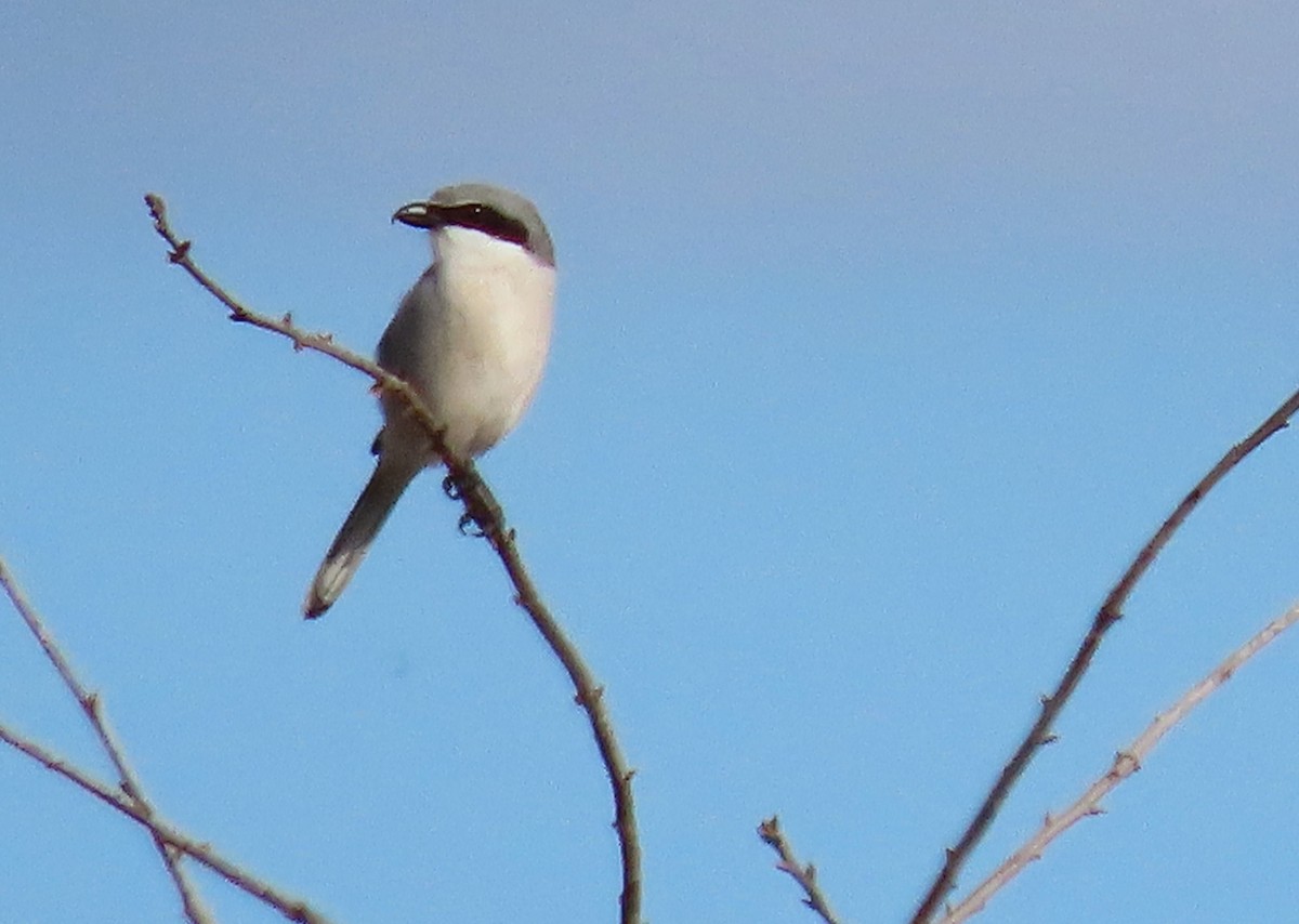 North Carolina Bird Atlas Checklist - 24 Dec 2023 - Sandhills Game Land ...