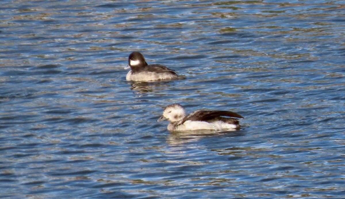 eBird Checklist - 29 Dec 2023 - Sea Pines Golf Course - 7 species