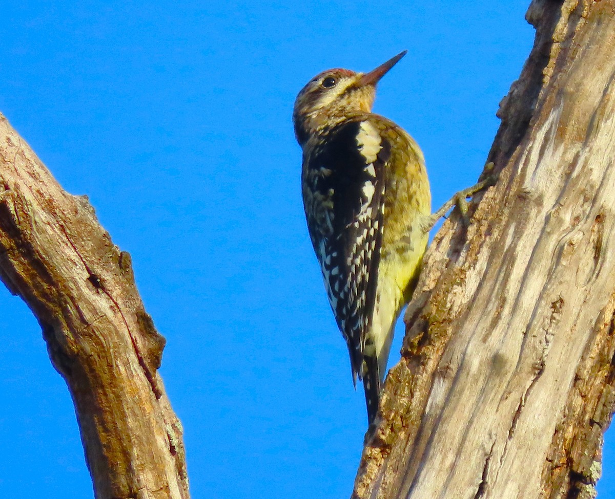 North Carolina Bird Atlas Checklist - 24 Dec 2023 - Sand Central ...