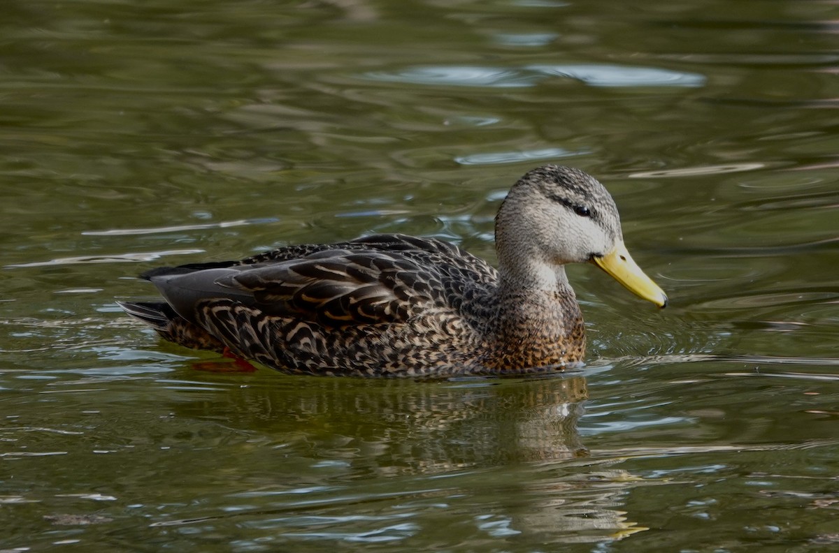 eBird Checklist - 29 Dec 2023 - Prescott--Goldwater Lakes - 32 species ...