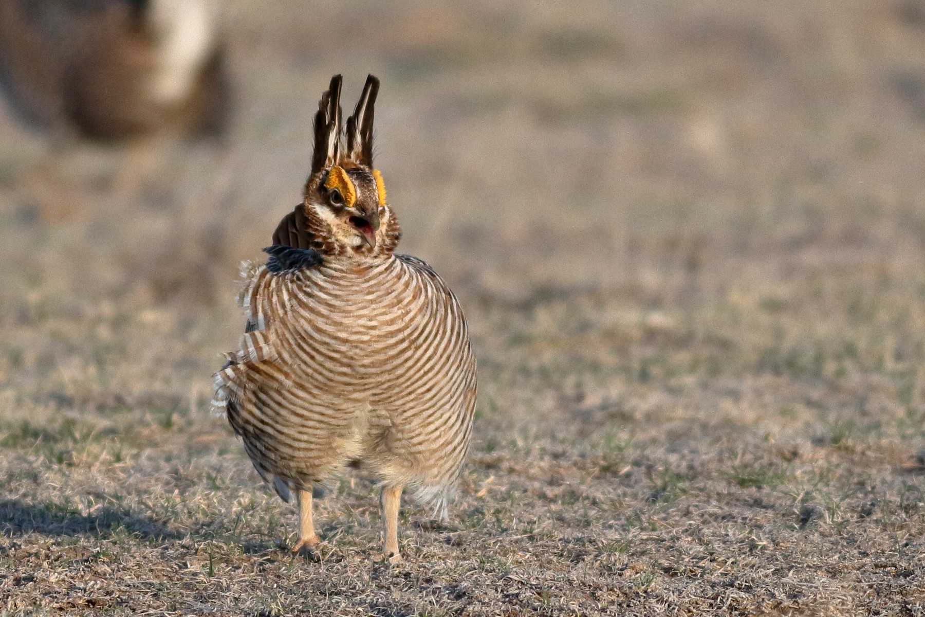 Greater/Lesser Prairie-Chicken - eBird