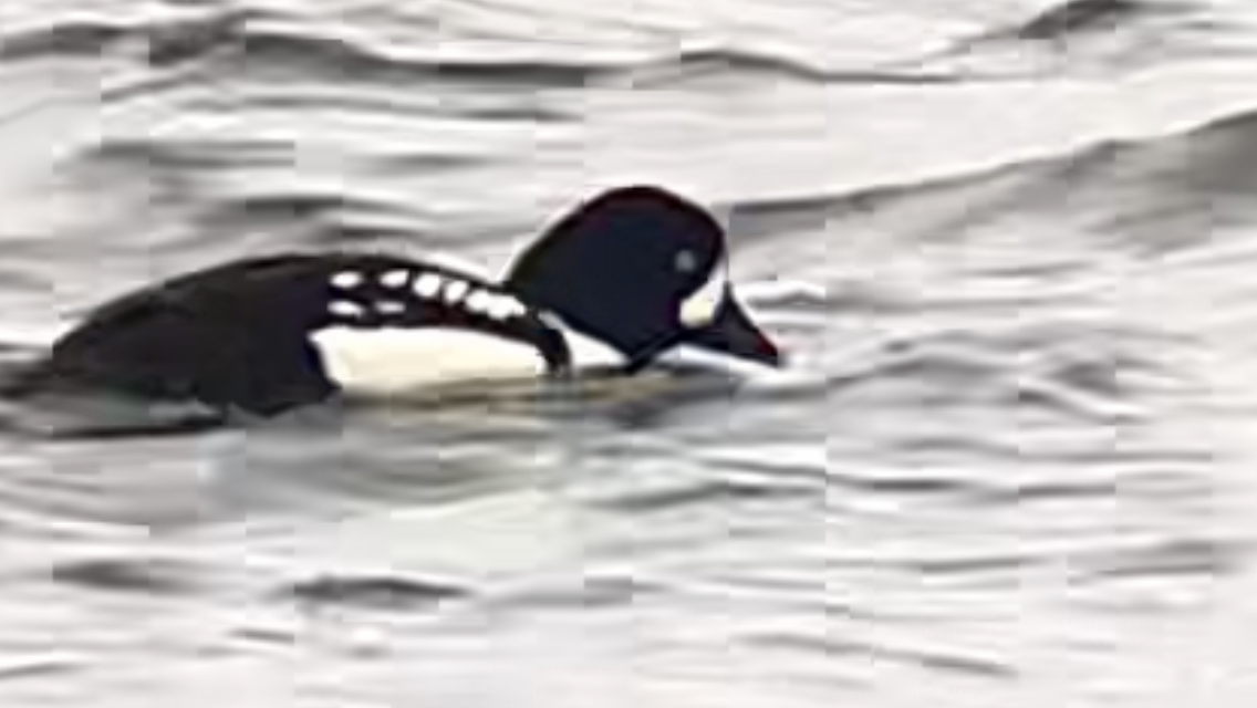 Mass Audubon eBird Checklist - 30 Dec 2023 - Mayo Beach - 1 species