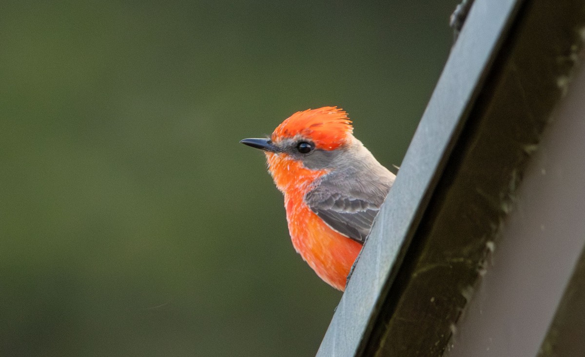 eBird Checklist - 30 Dec 2023 - Paul Rardin Park - 17 species