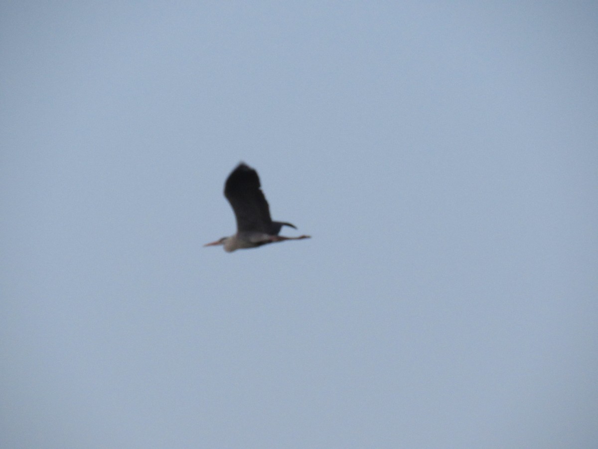 eBird Checklist - 3 Apr 2018 - 河口湖 (Lake Kawaguchi) - 1 species