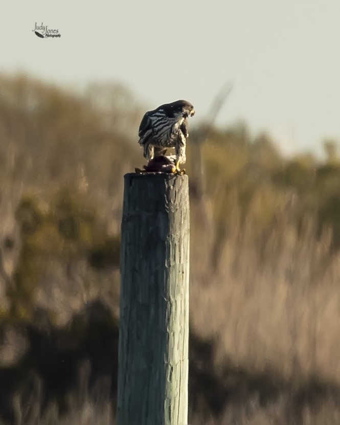 eBird Checklist - 30 Dec 2023 - Messick Point - 18 species