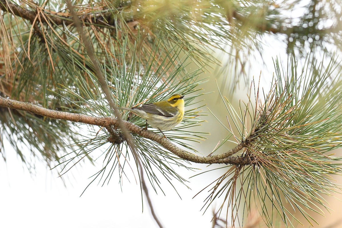 eBird Checklist - 30 Dec 2023 - stakeout MacGillivray's & Townsend's ...