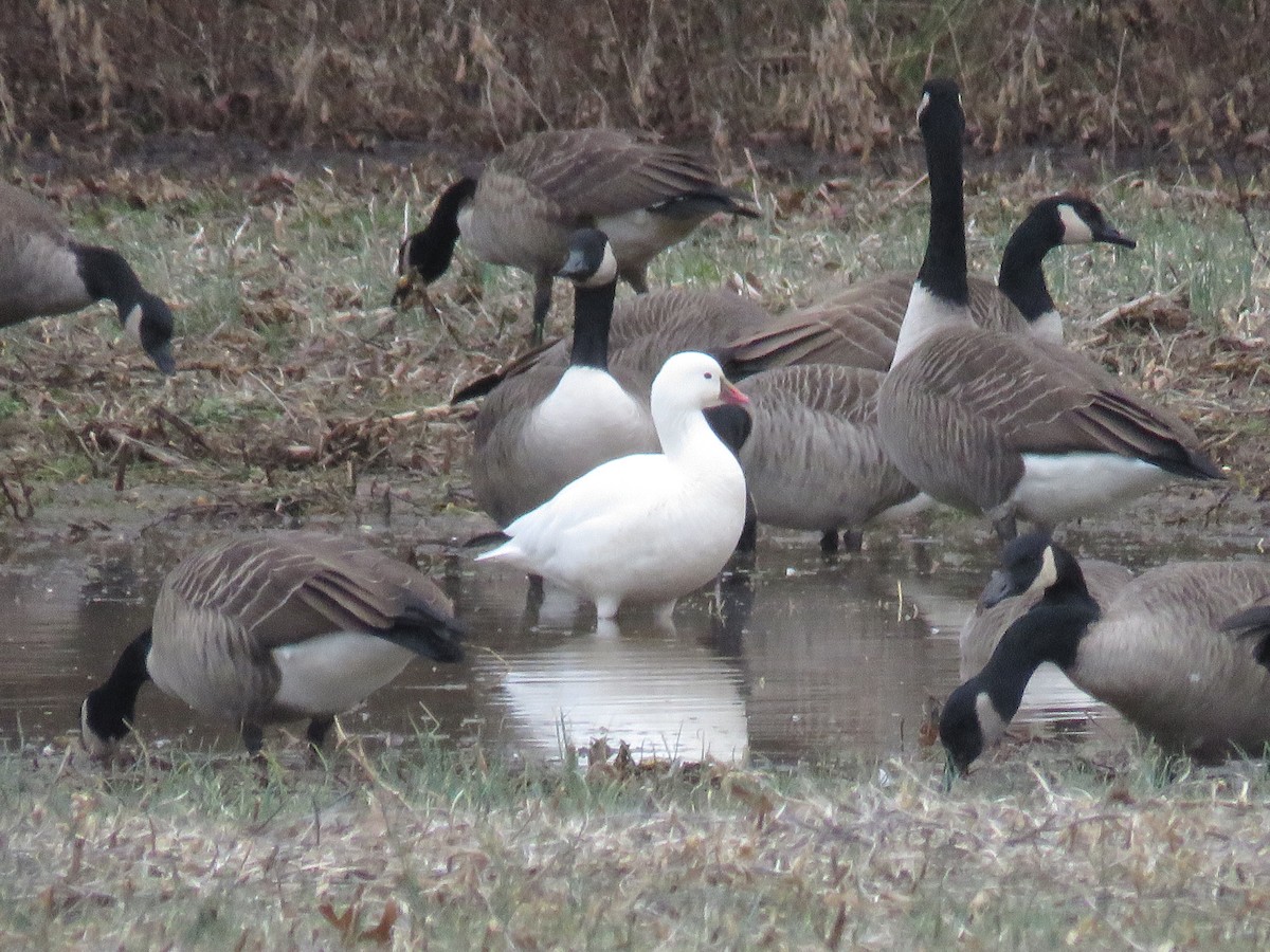 eBird Checklist - 30 Dec 2023 - 142 Hooton Road, Mount Laurel Township ...