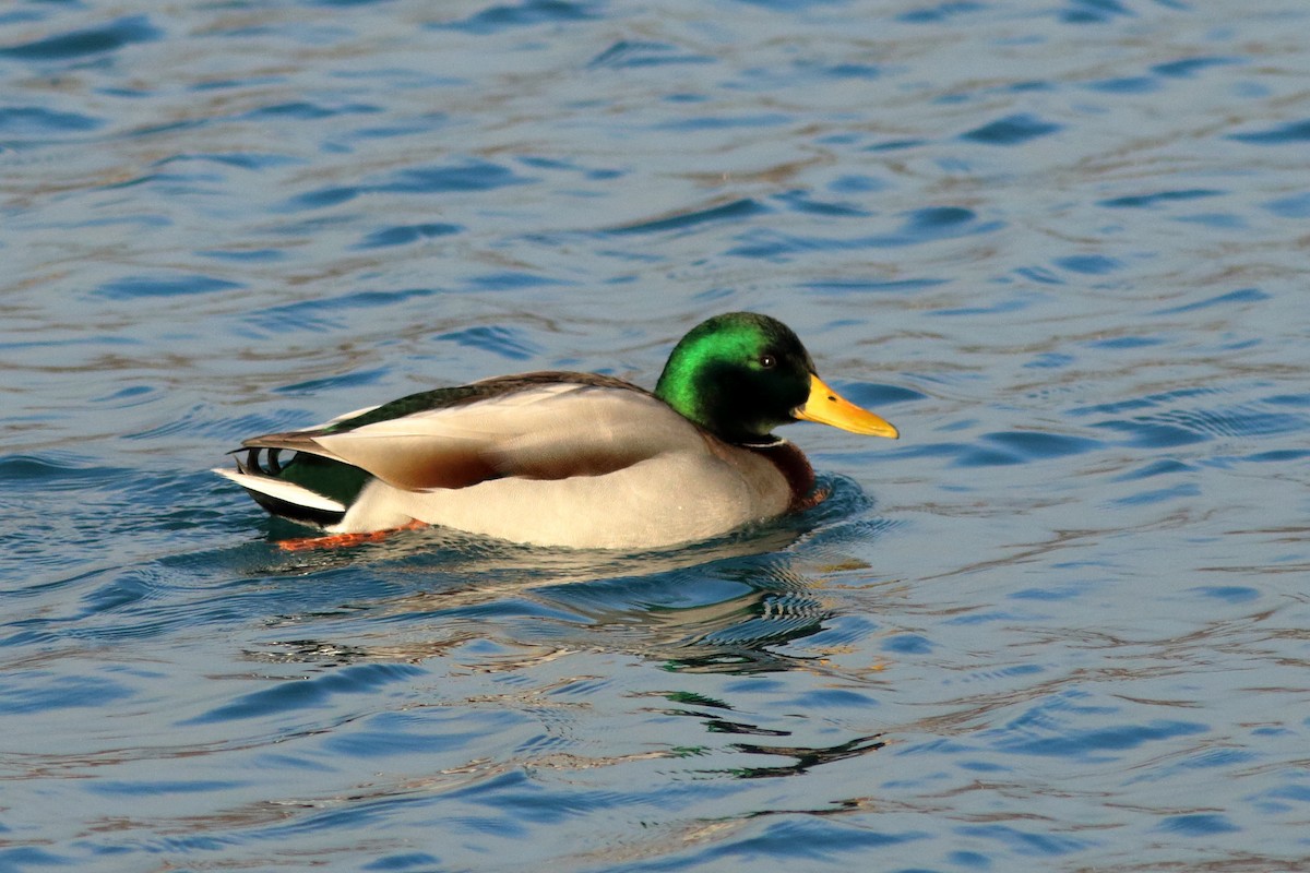 eBird Checklist - 30 Dec 2023 - Montrose Point Bird Sanctuary, Lincoln ...
