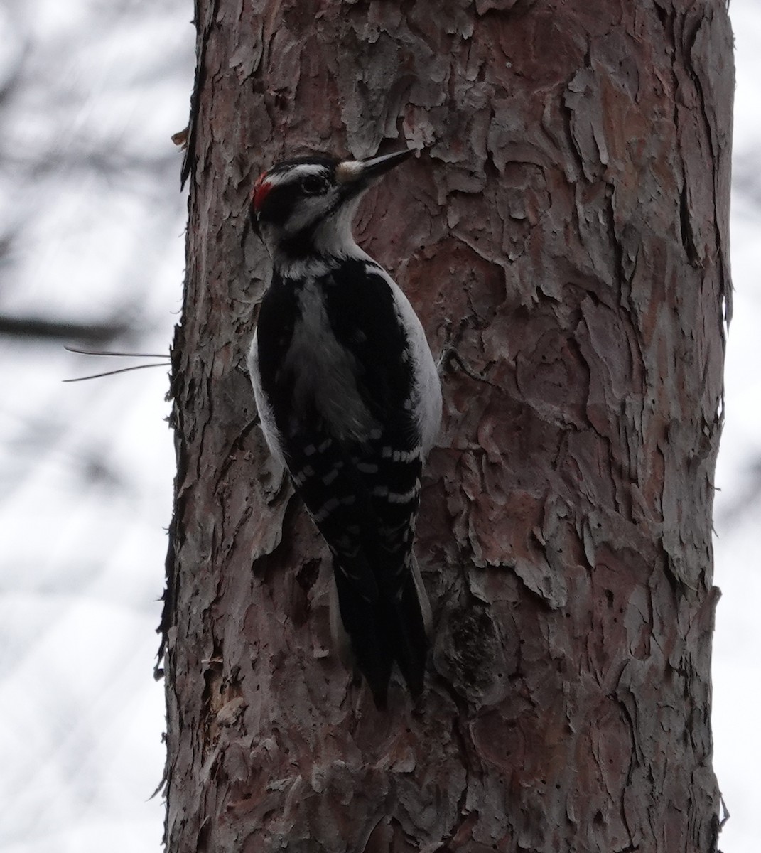 eBird Checklist - 30 Dec 2023 - MacCready Reserve - 15 species
