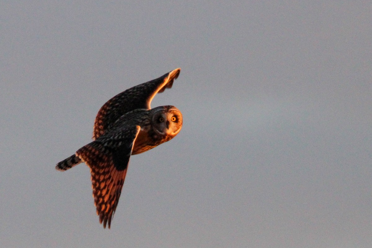 Identification Birds Of Spain Images