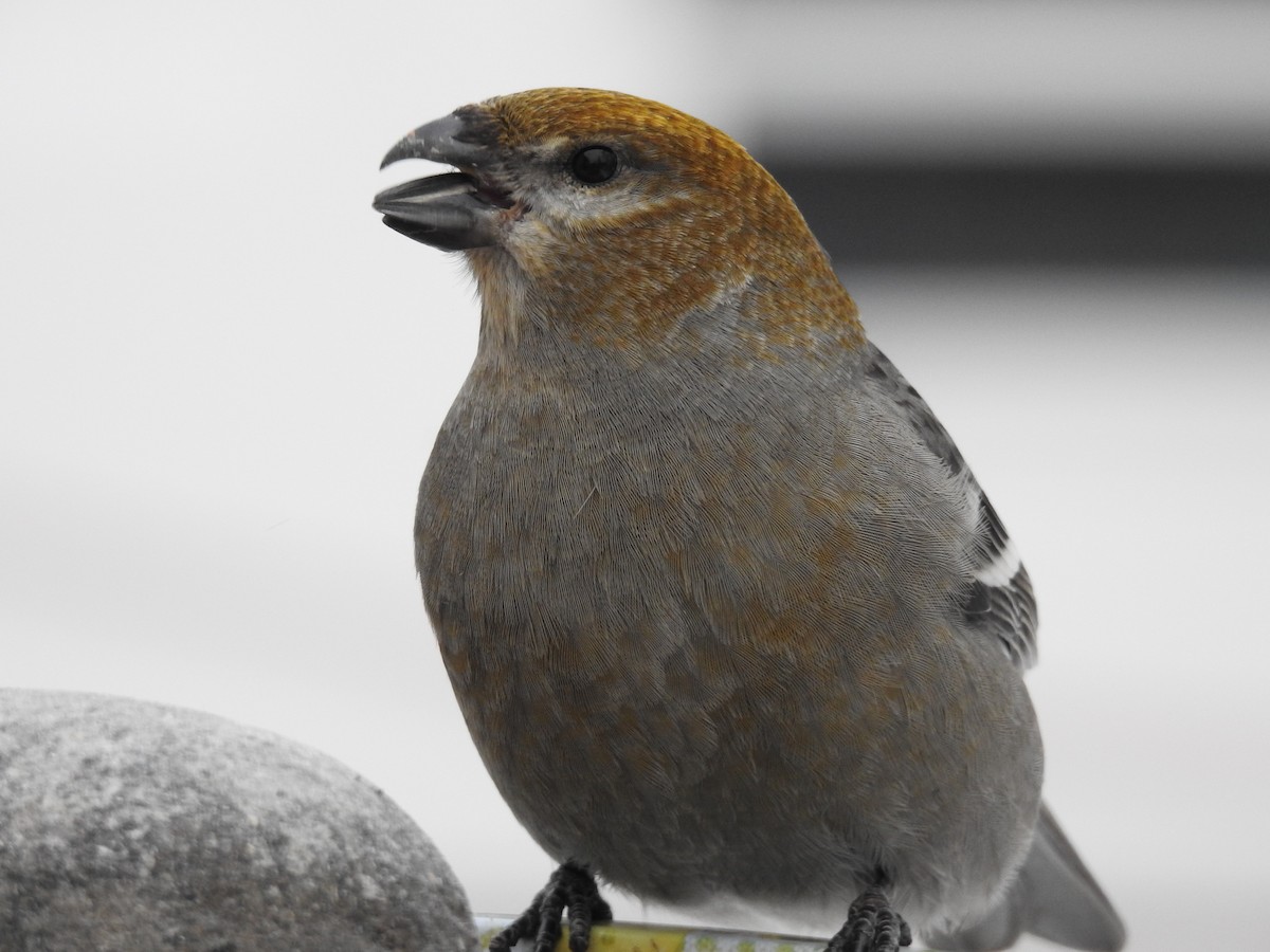 eBird Checklist - 30 Dec 2023 - Valleyview Drive - 4 species