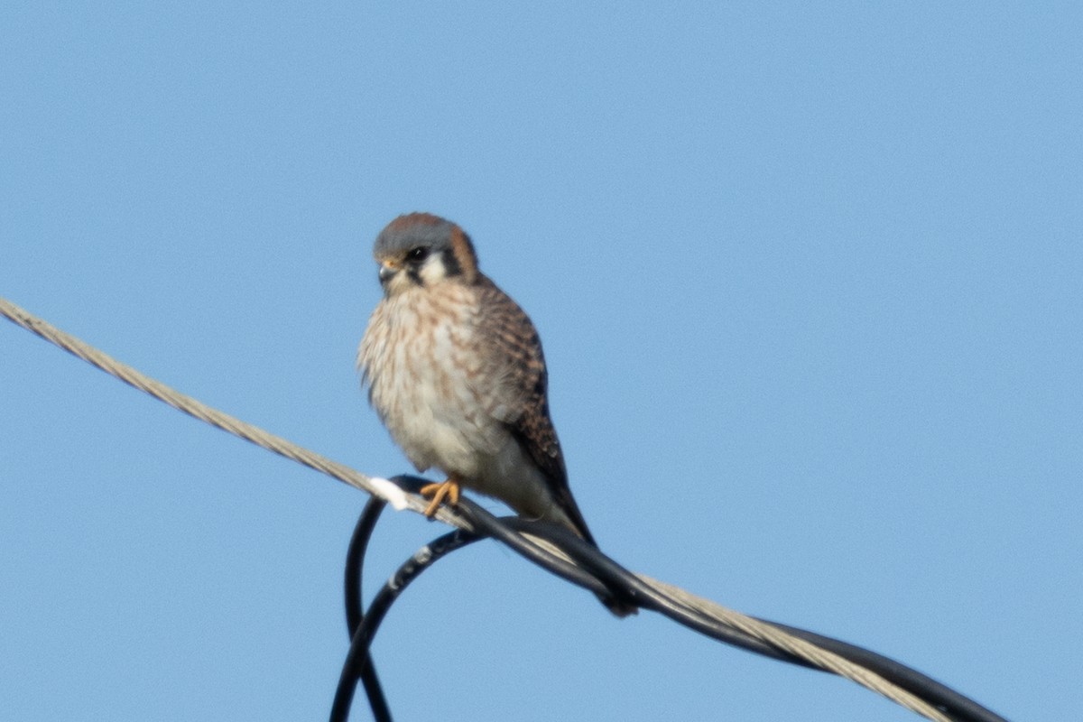 eBird Checklist - 30 Dec 2023 - Fort Morgan State Historic Site - 12 ...