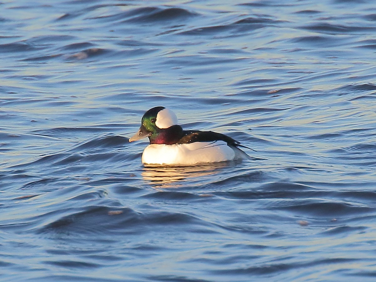 eBird Checklist - 30 Dec 2023 - Bald Point SP - 10 species