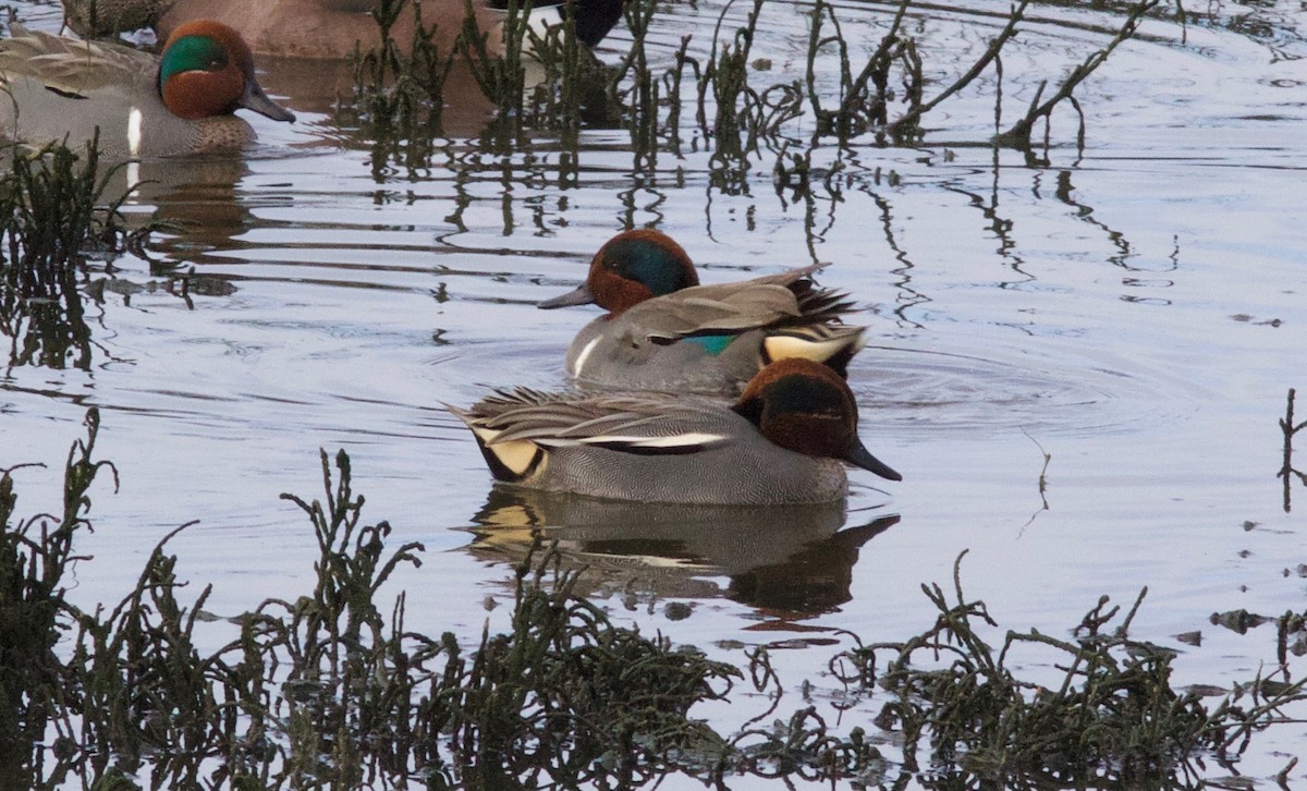eBird Checklist - 30 Dec 2023 - Arcata Marsh and Wildlife Sanctuary ...