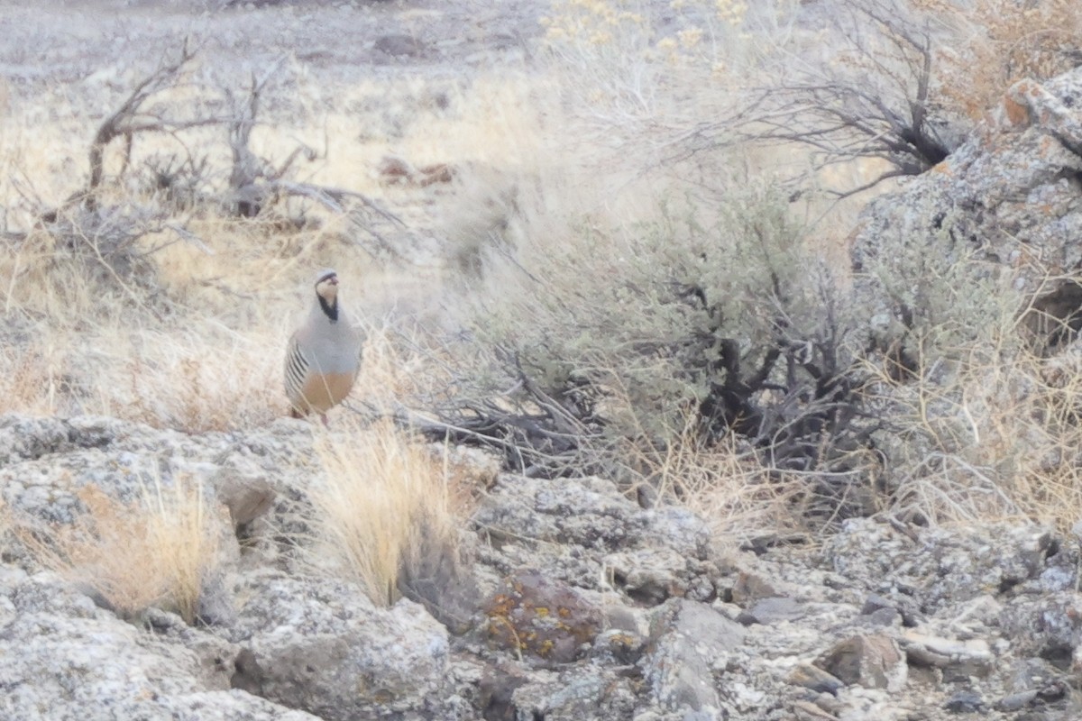 eBird Checklist - 30 Dec 2023 - Pyramid Lake--Chukar Pullout - 8 species
