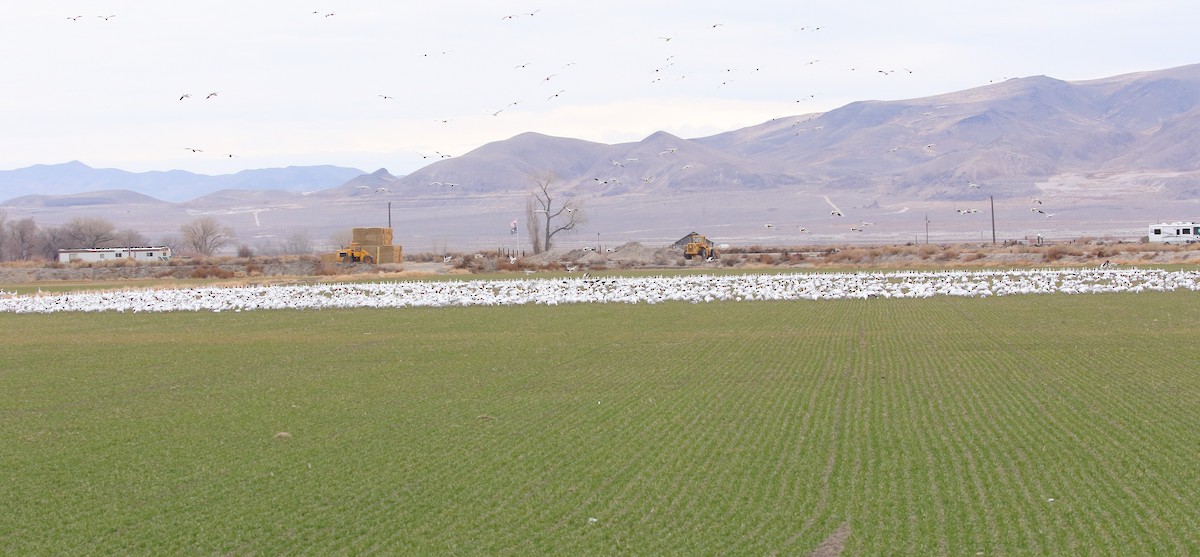 eBird Checklist - 30 Dec 2023 - 9477-9371 Pasture Road, Fallon, NV - 3 ...