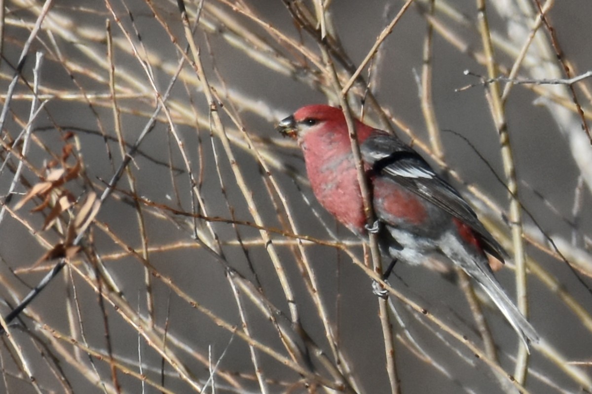 eBird Checklist - 29 Dec 2023 - Lake Palo Duro--Dedication Park - 11 ...