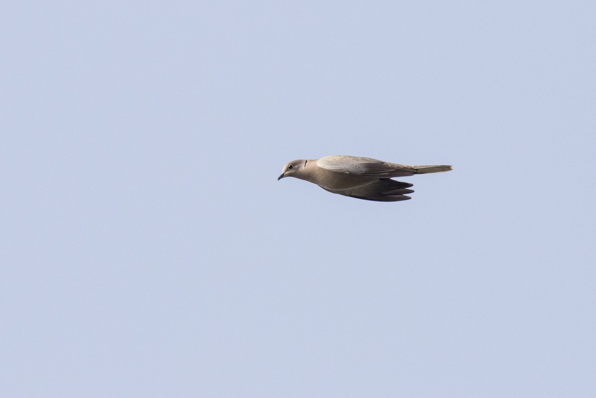 eBird India Checklist - 30 Dec 2023 - Bena, Near Suruchi Beach - 16 species