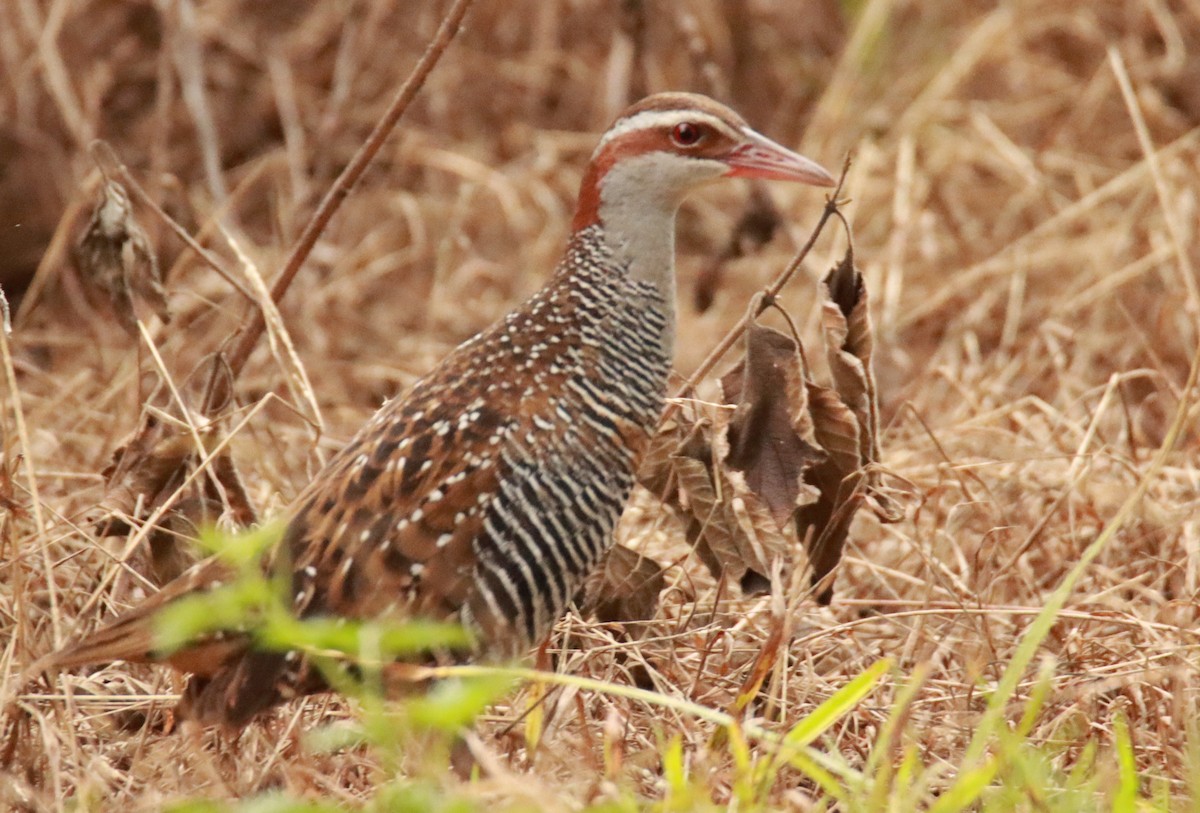 eBird Checklist - 31 Dec 2023 - Metromix Wetland (Kurnell) - 26 species