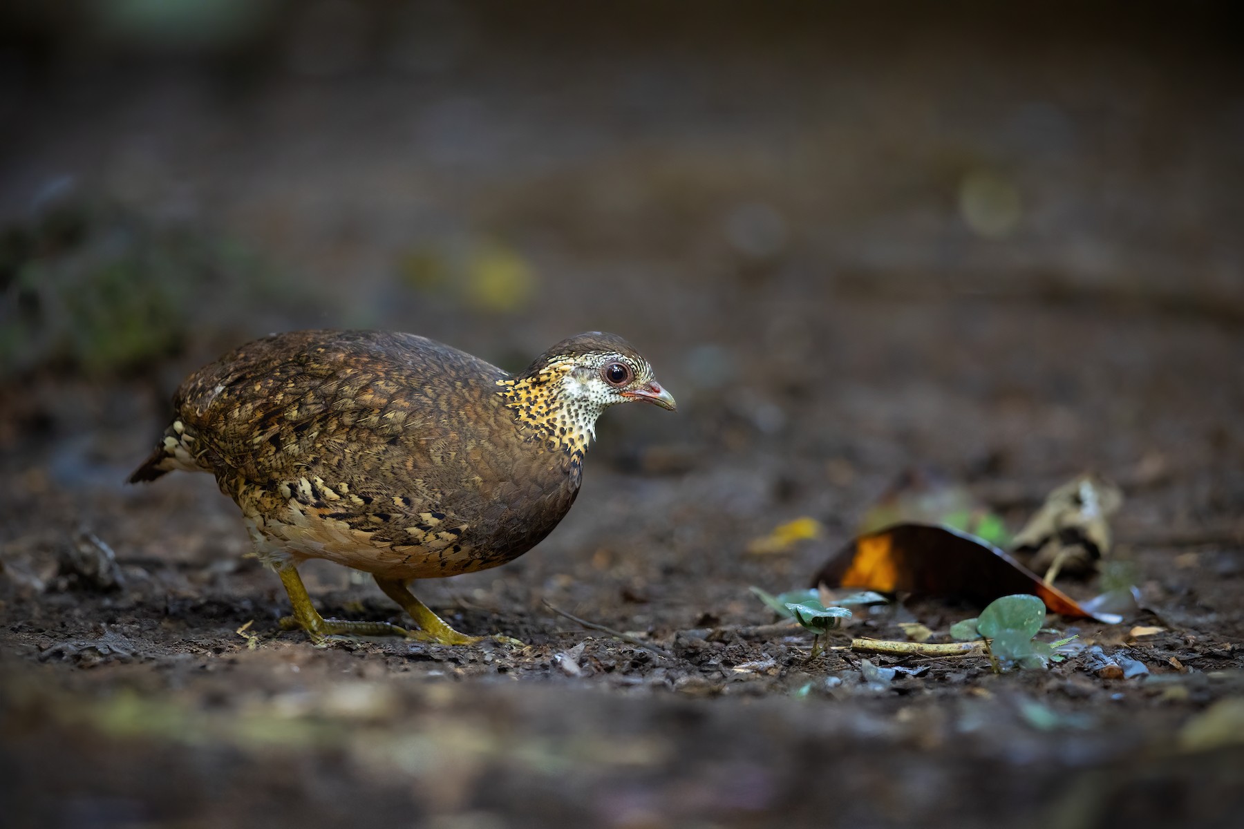 scaly-breasted partridge (Green-legged) - eBird
