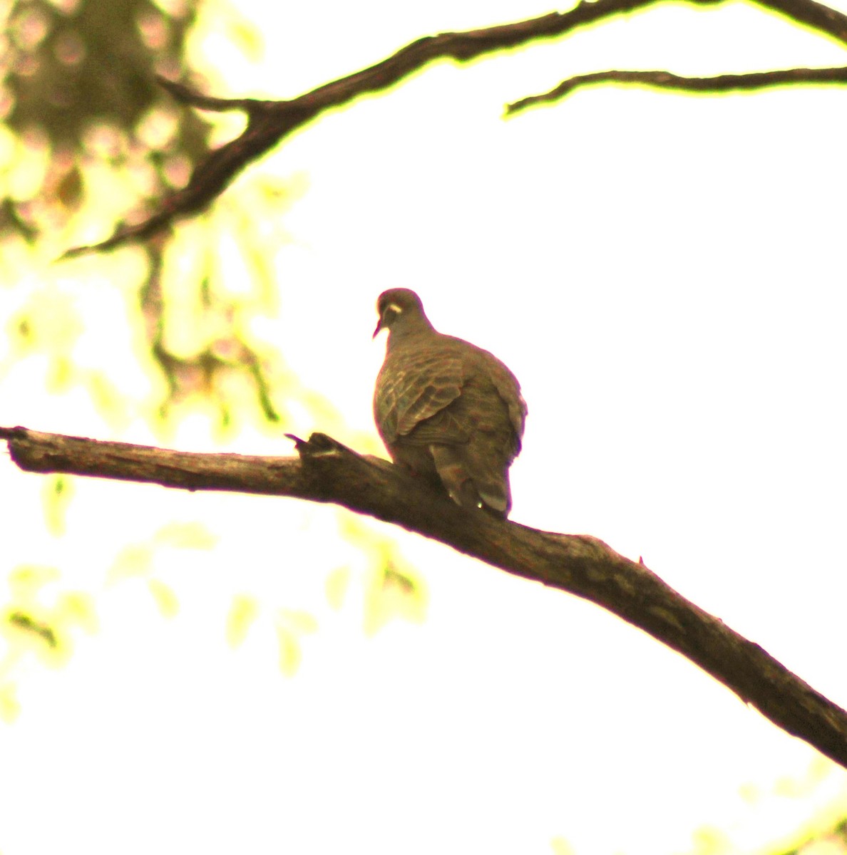 eBird Checklist - 4 Nov 2023 - St James Anglican Cemetery, Pitt Town ...