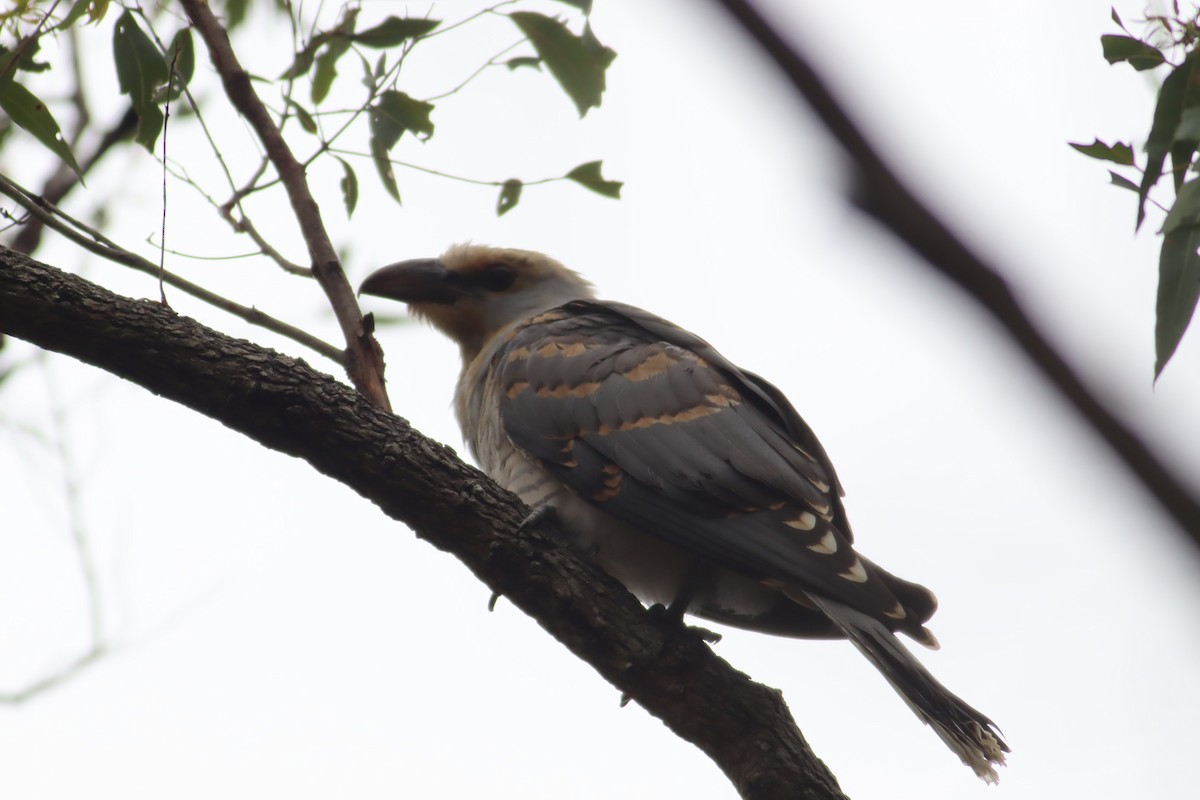 eBird Checklist - 31 Dec 2023 - Earthcare Park, Tenambit - 11 species