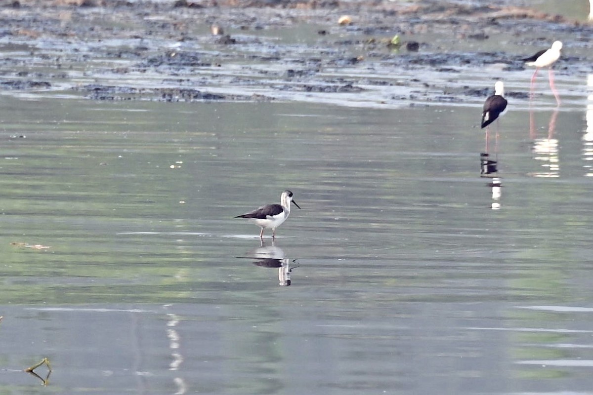 eBird India Checklist - 31 Dec 2023 - Mangamaripeta - 17 species