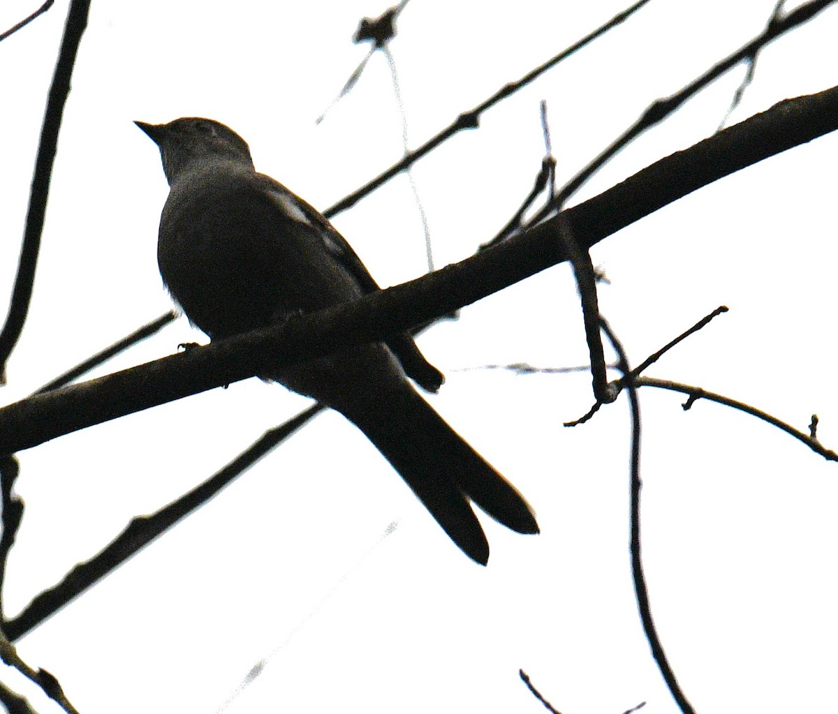 eBird Checklist - 31 Dec 2023 - MacCready Reserve - 19 species