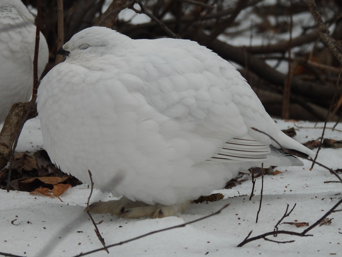 eBird Checklist - 31 Dec 2023 - lac Leclerc - 3 species