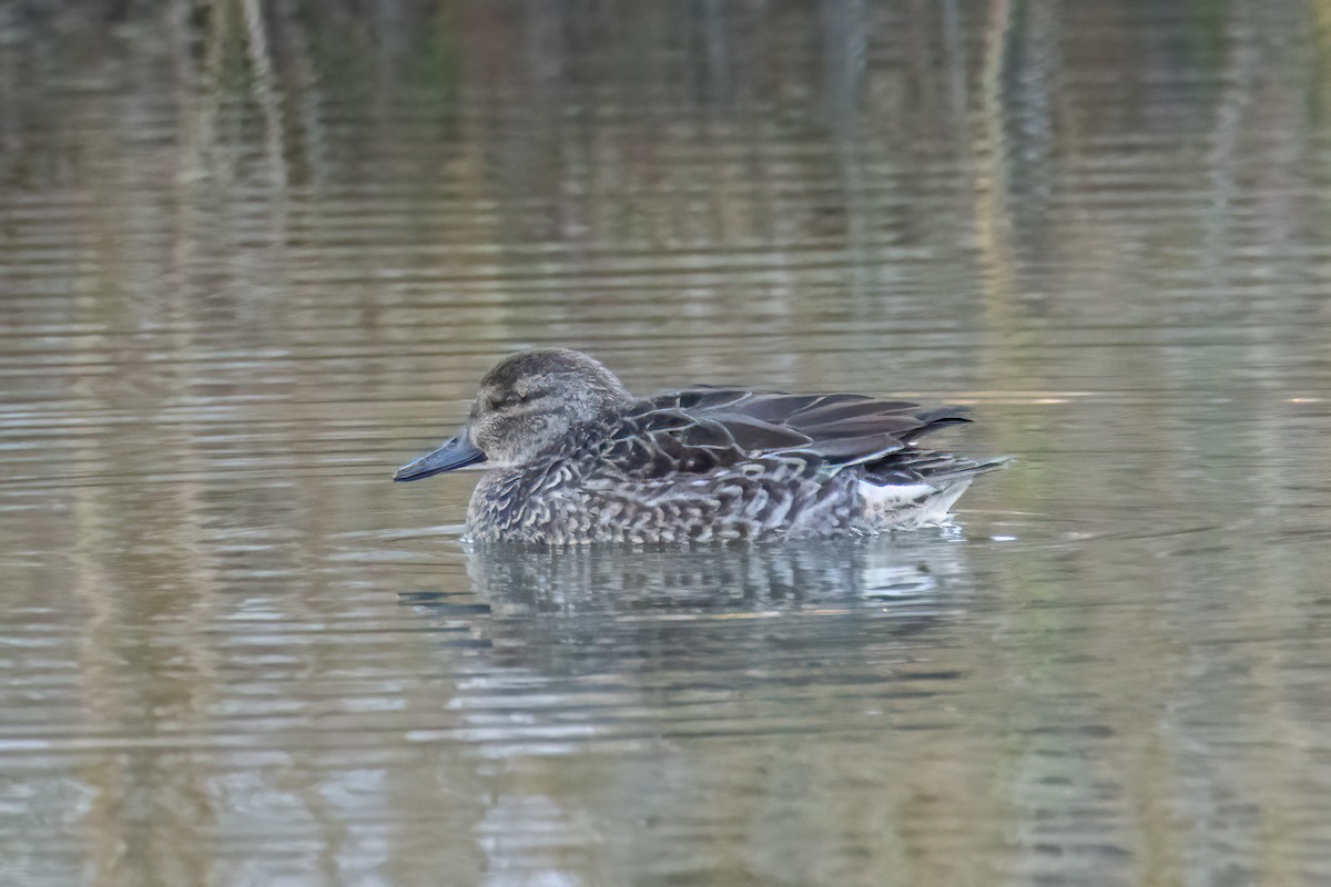 eBird Checklist - 30 Dec 2023 - Mathews CBC, Crab Neck - Stop 4 - 22 ...