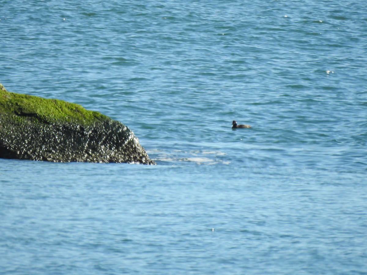 eBird Checklist - 31 Dec 2023 - Rudee Inlet - 9 species