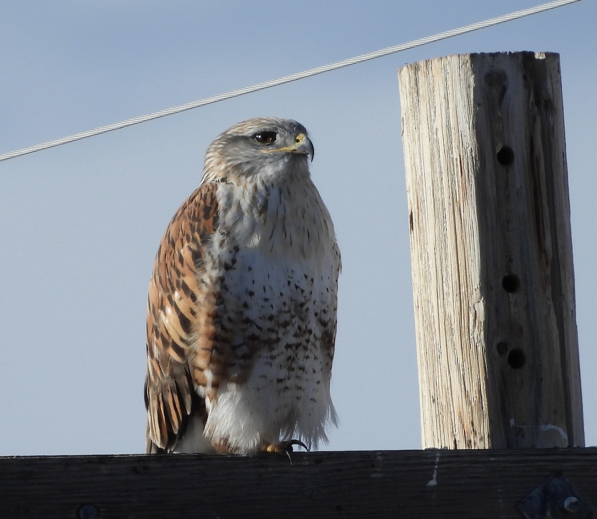 eBird Checklist - 30 Dec 2023 - Quadrants 25 D and 26C (Burnt Fork Rd ...