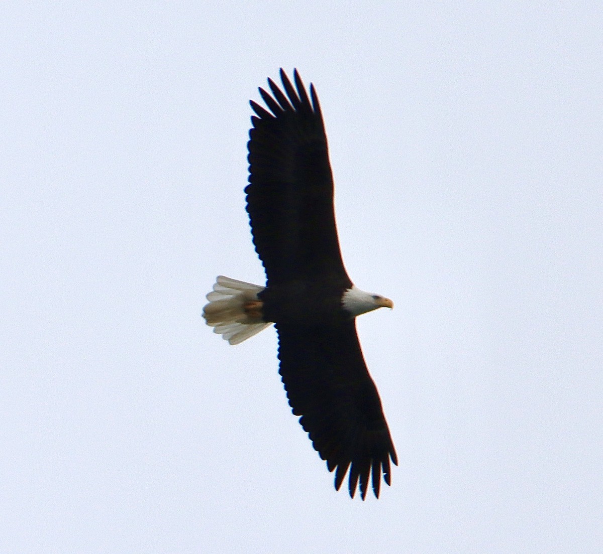 Mass Audubon eBird Checklist - 31 Dec 2023 - Phillip's Beach - 26 species Mass Audubon eBird Checklist - 31 Dec 2023 - Phillip's Beach - 26 species