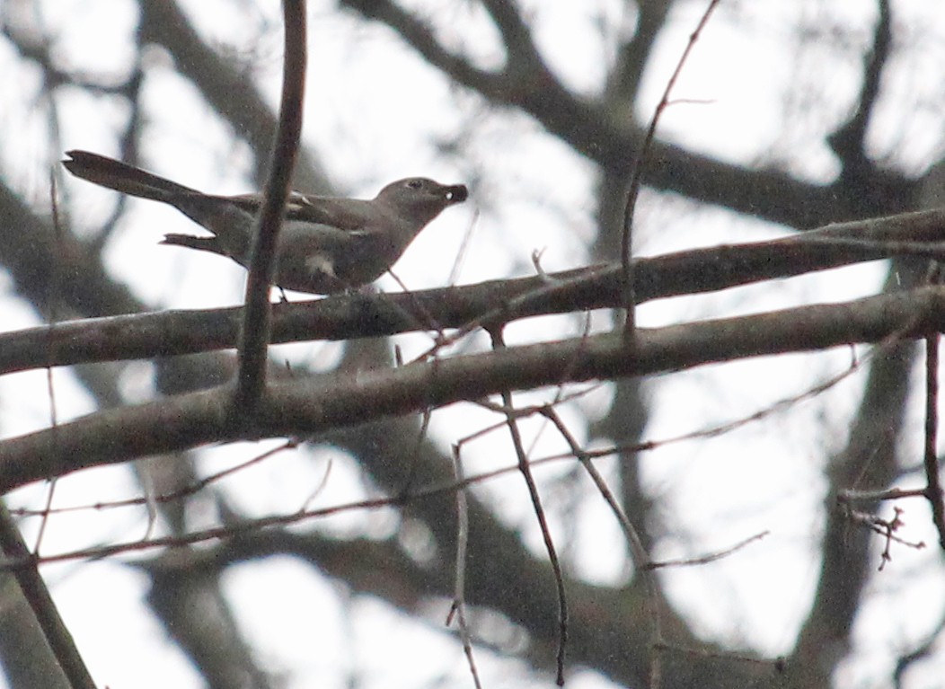 eBird Checklist - 31 Dec 2023 - MacCready Reserve - 15 species