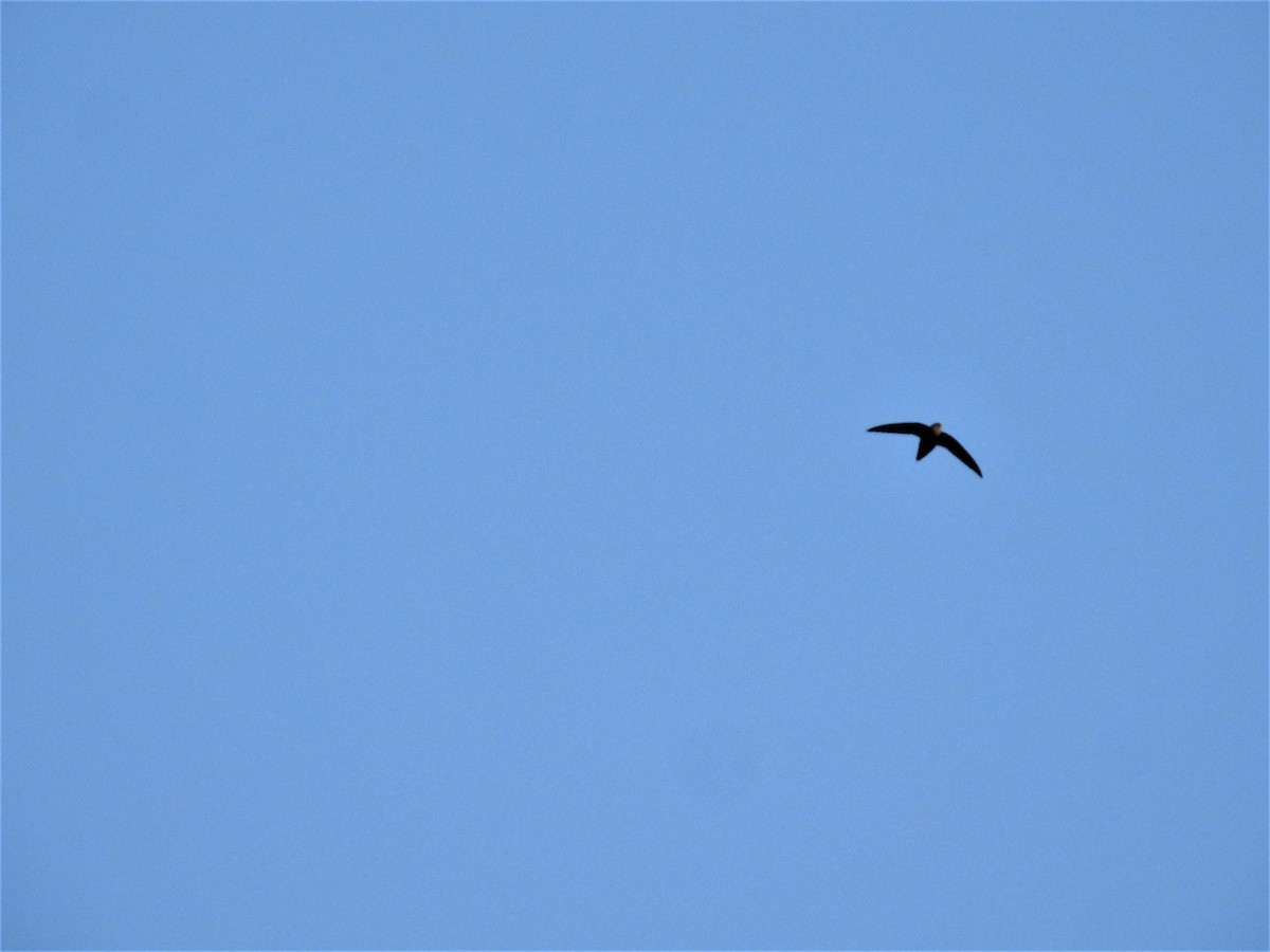 eBird Checklist - 17 May 2023 - Cambridge--Confluence of Grand and ...