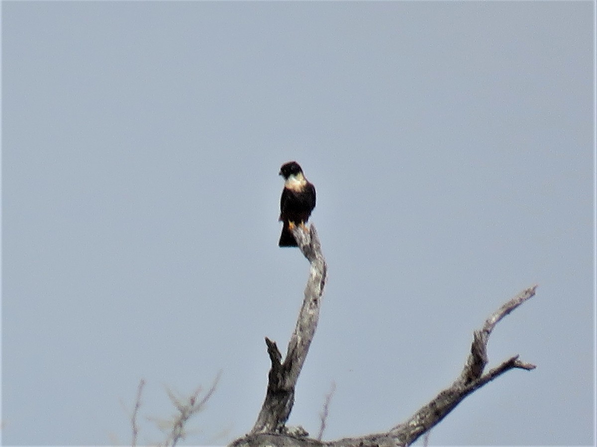 eBird Checklist - 2 Feb 2022 - Santa Ana NWR - 62 species (+2 other taxa)