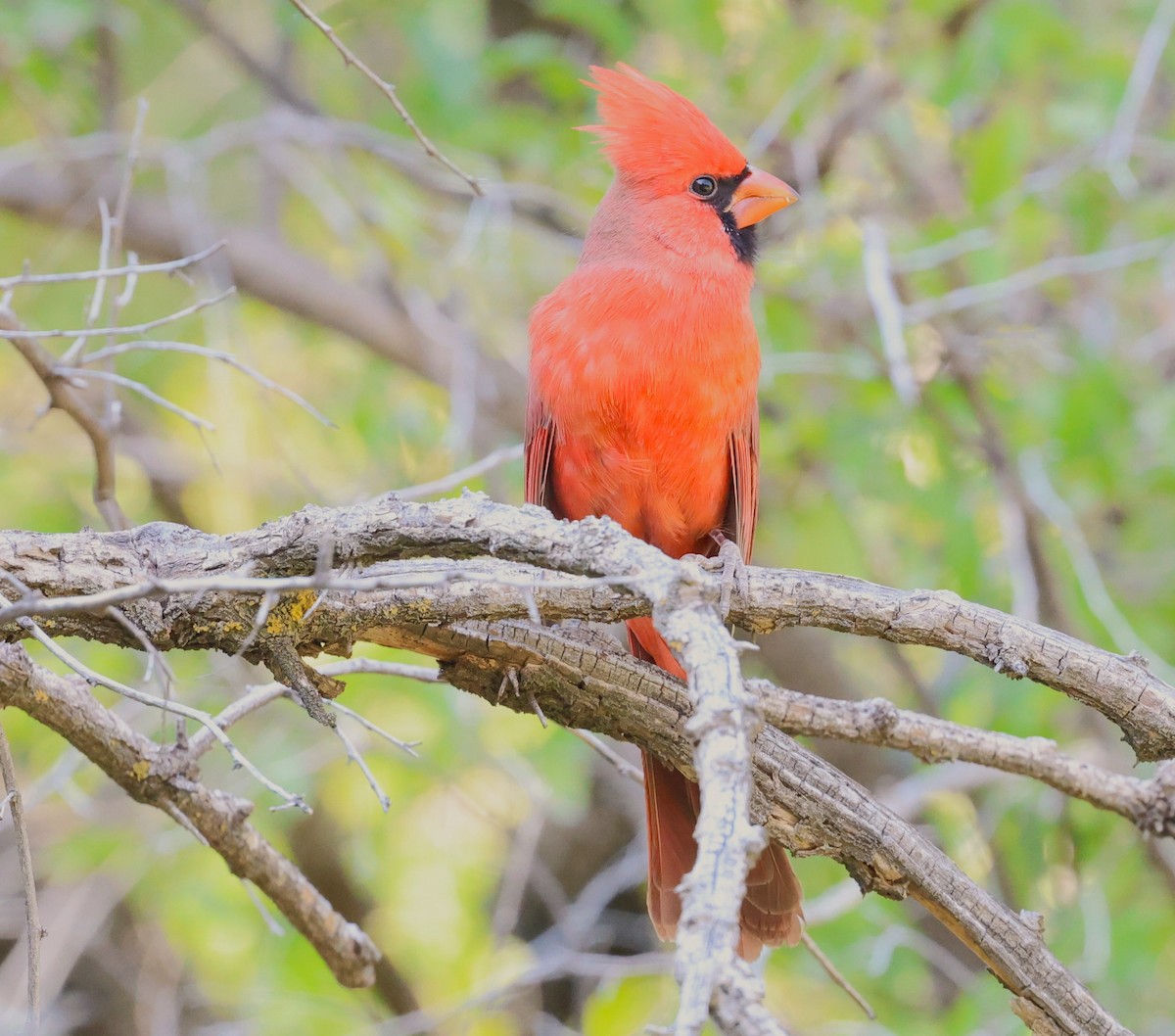eBird Checklist - 7 May 2023 - Boyce Thompson Arboretum - 20 species ...
