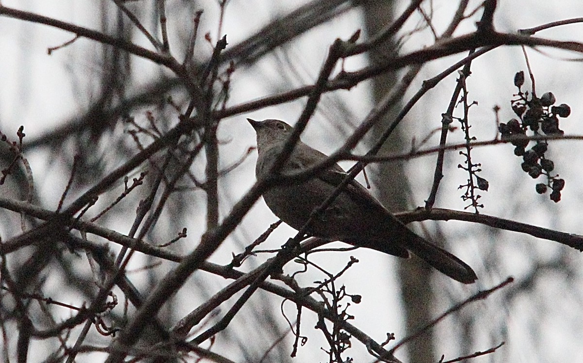 eBird Checklist - 31 Dec 2023 - MacCready Reserve - 15 species