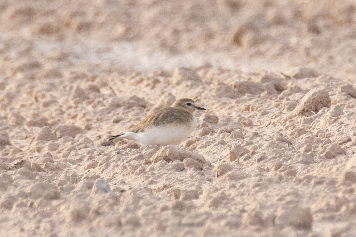 eBird Checklist - 31 Dec 2023 - Evergreen Turf Sod Farm--Tweedy/Pretzer ...