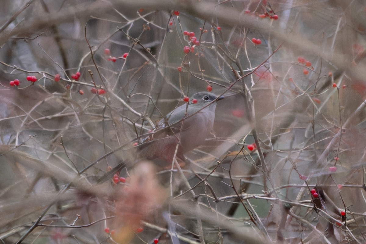 eBird Checklist - 31 Dec 2023 - MacCready Reserve - 16 species