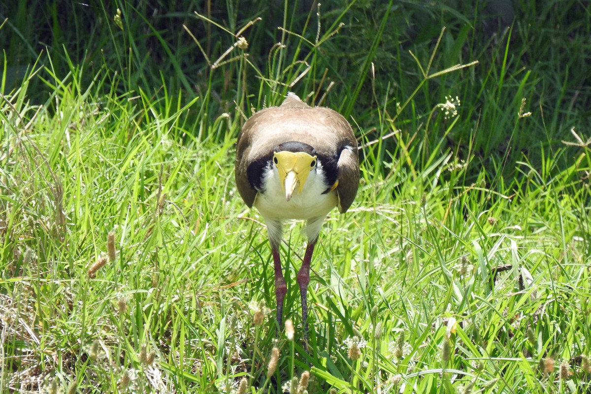 eBird Checklist - 1 Jan 2024 - Track along Copes Creek, Tingha - 32 ...